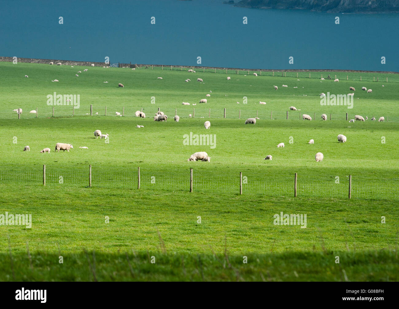 April Spring lamb on the Pembrokeshire coast Stock Photo - Alamy
