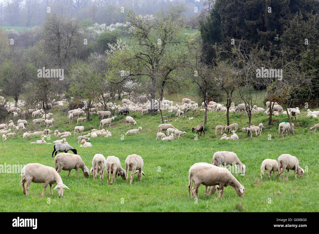 Can A Karst Shepherd Live In Bosnia And Herzegovina