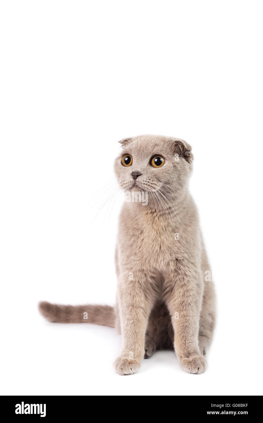 Cute cat content Cut Out Stock Images & Pictures - Alamy