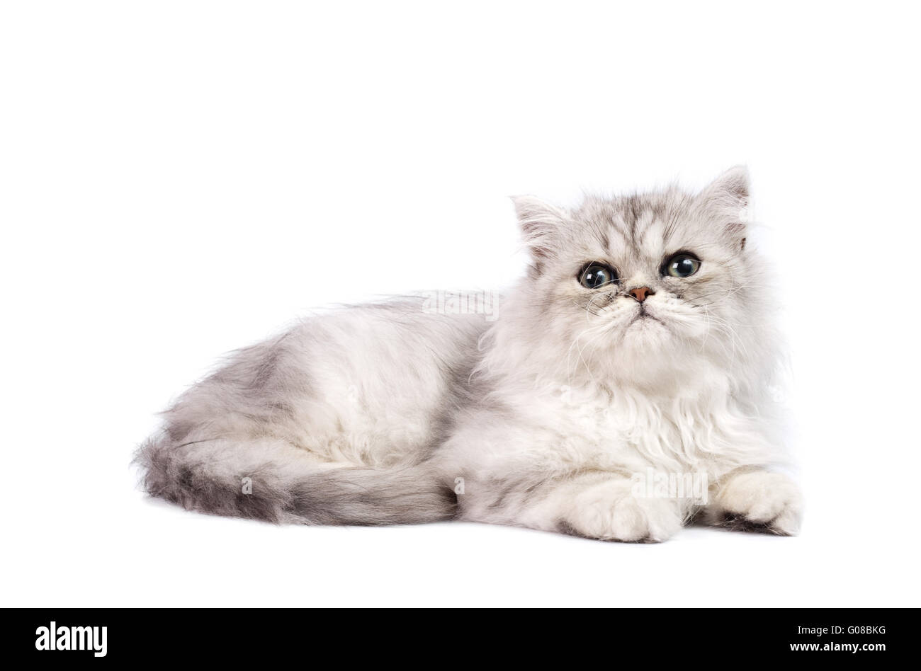 Peaceful kitten Cut Out Stock Images & Pictures - Alamy