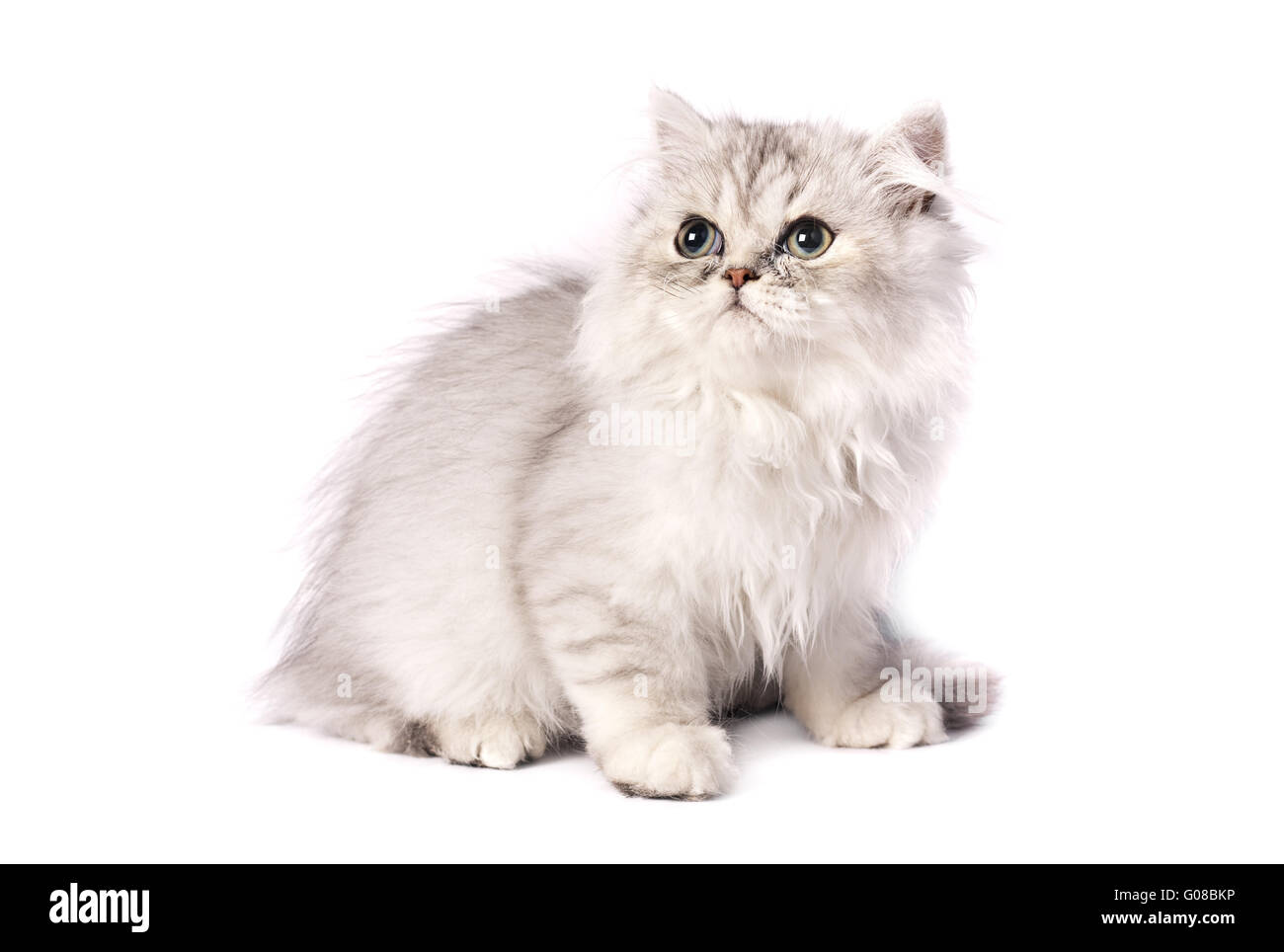 Persian kitty hi-res stock photography and images - Alamy