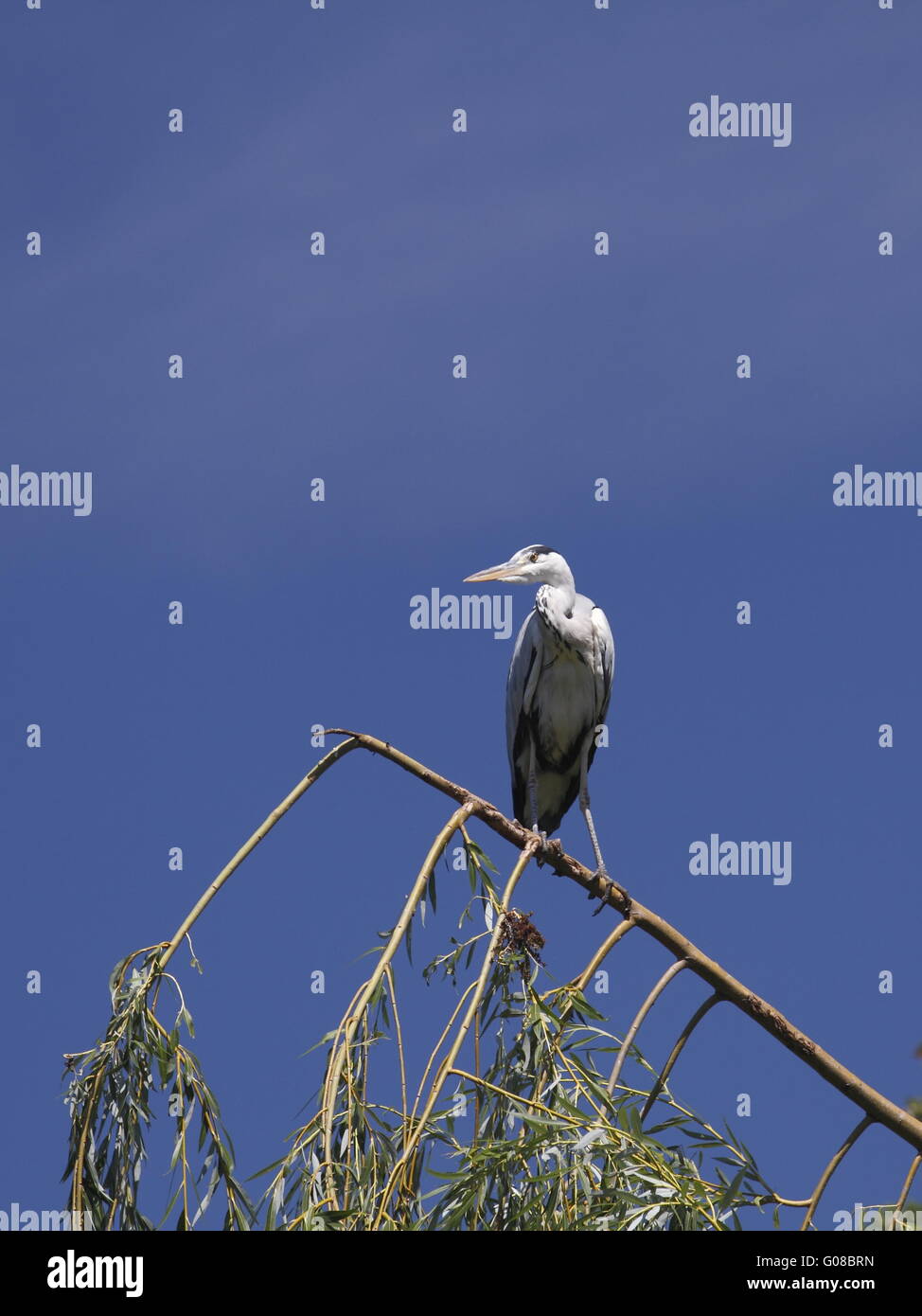 American heron hi-res stock photography and images - Alamy