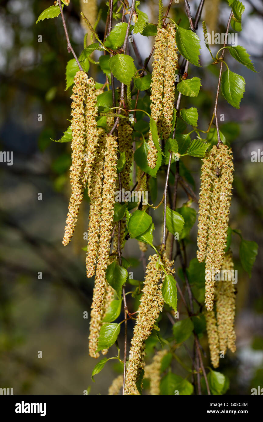 Birch flower HK 3 Stock Photo - Alamy