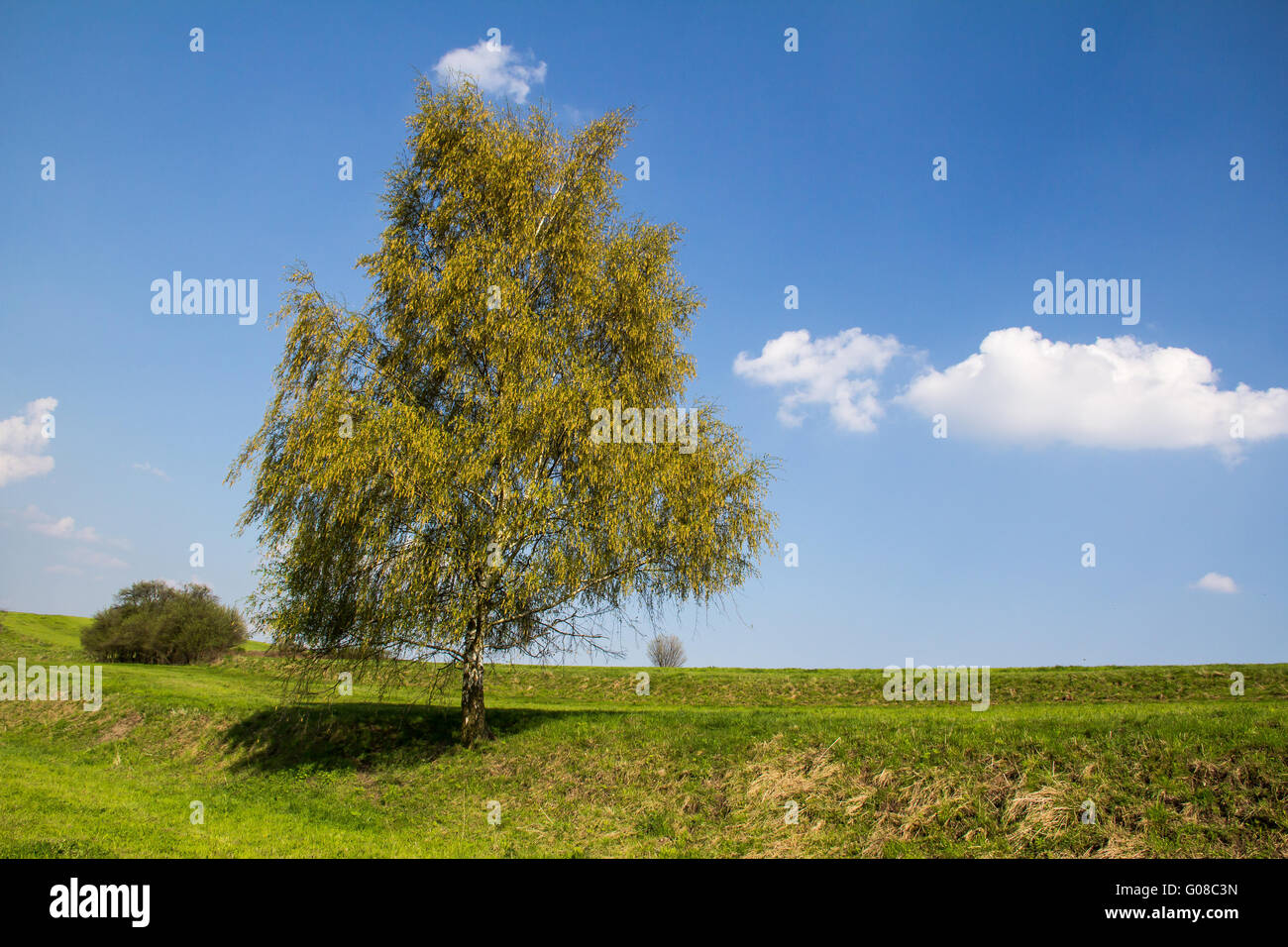 Flowering birch V 1 Stock Photo - Alamy