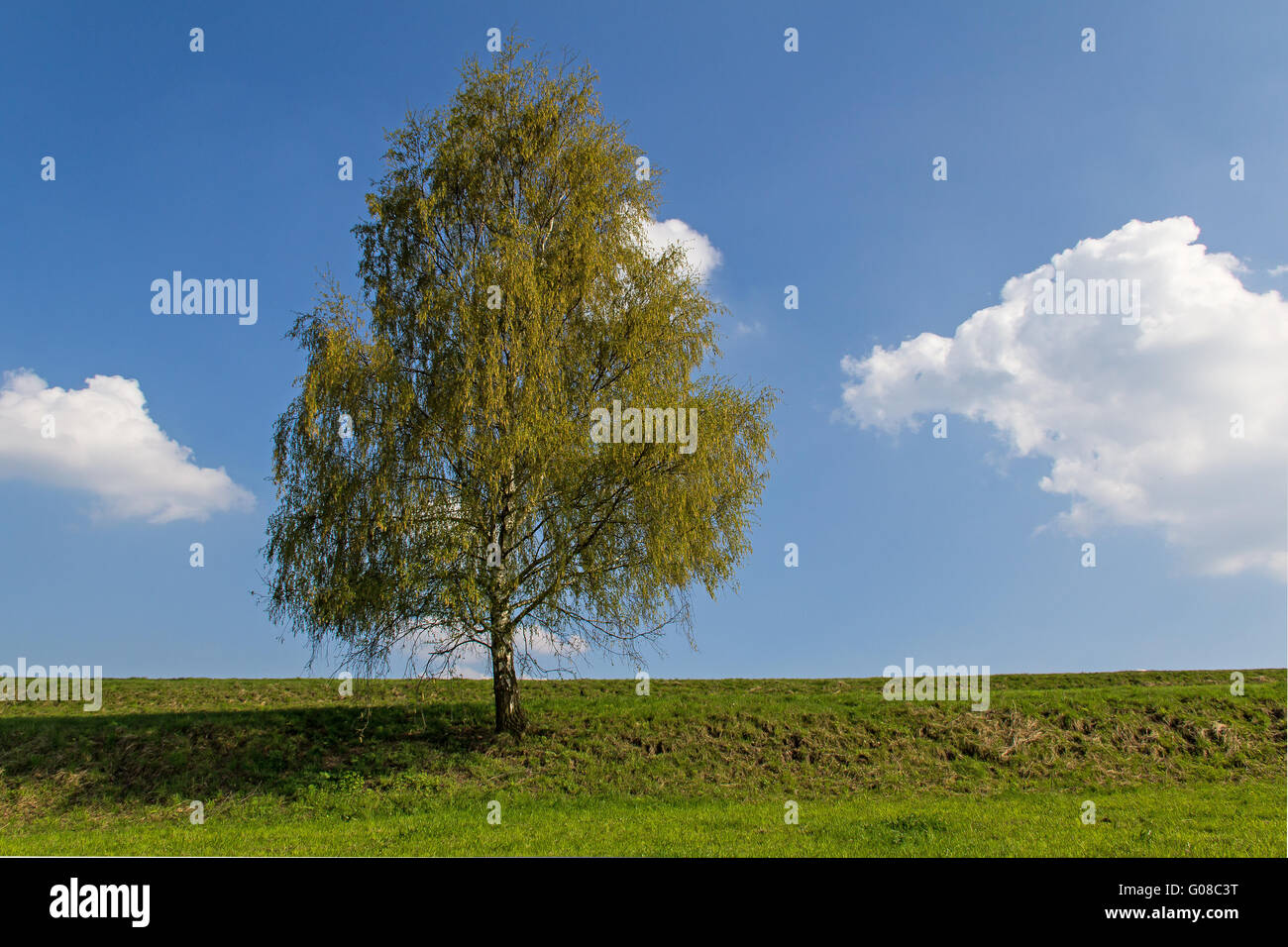Flowering birch v 2 Stock Photo - Alamy