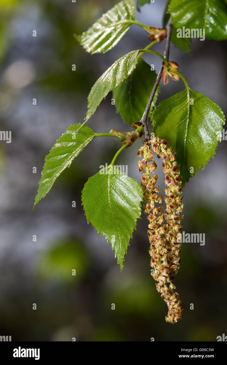 Birkenlaub hi-res stock photography and images - Alamy