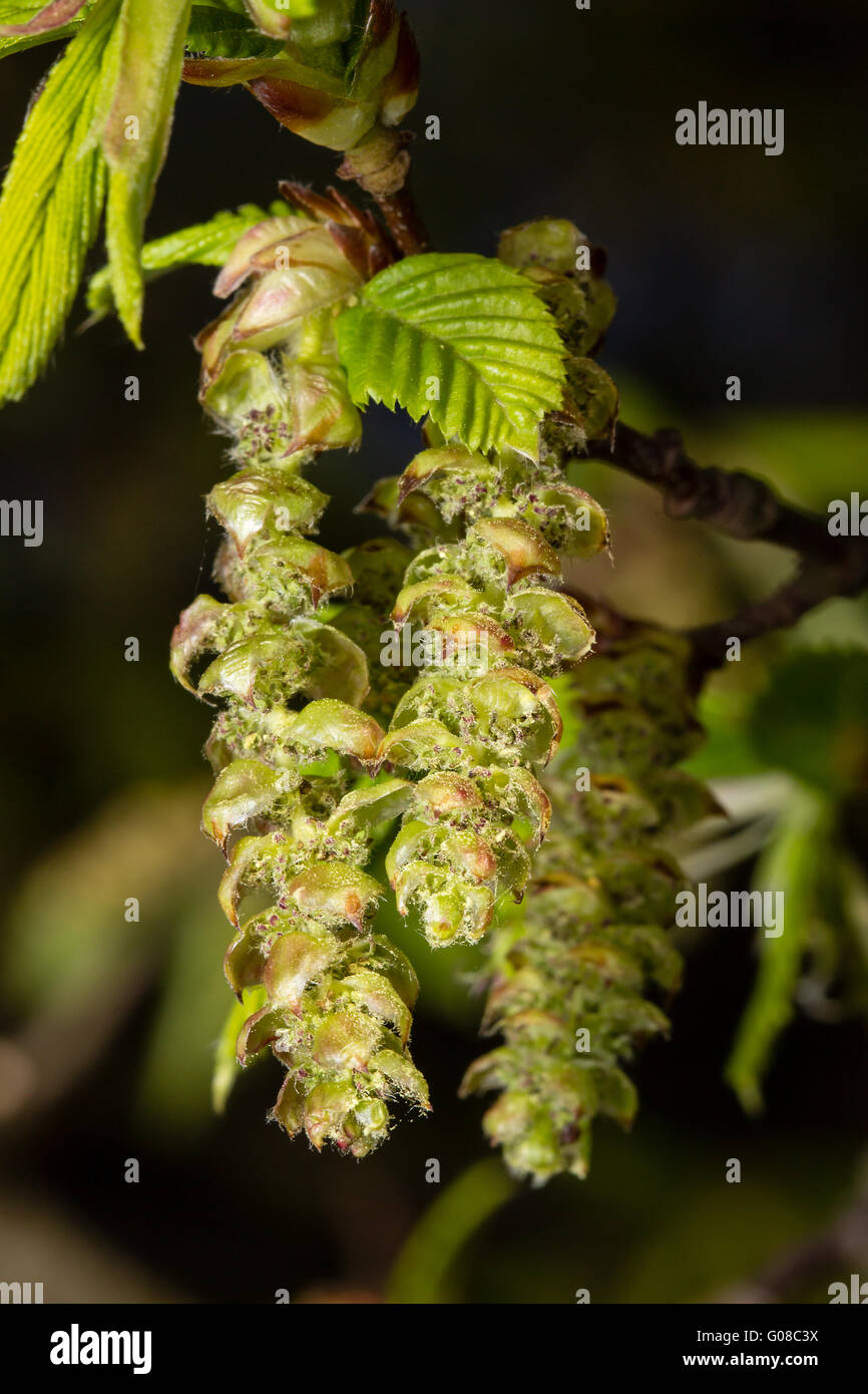 Hazel opened flower HK 1 Stock Photo - Alamy