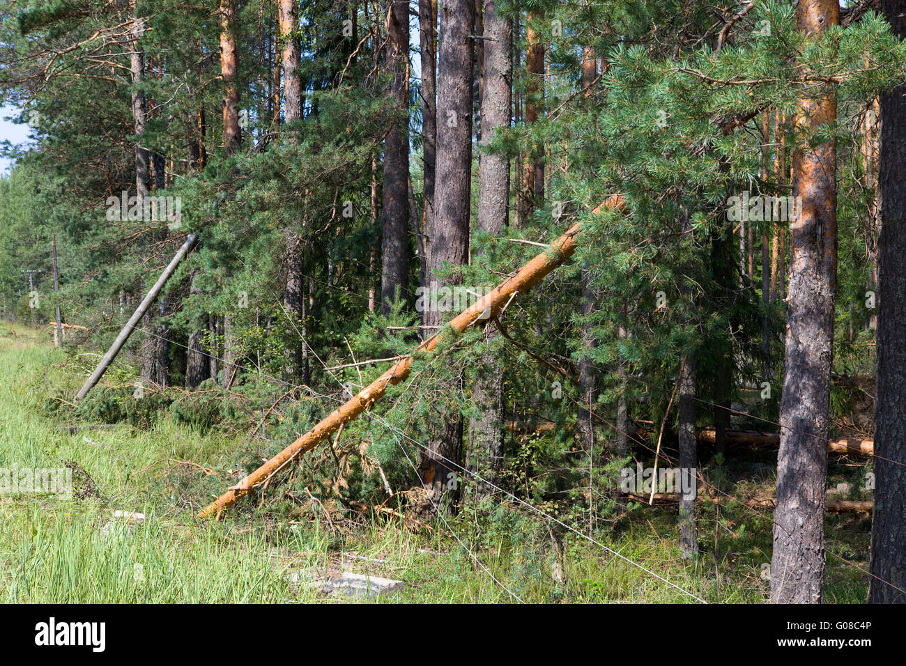 uprooted trees and the tumbled down support of li Stock Photo - Alamy