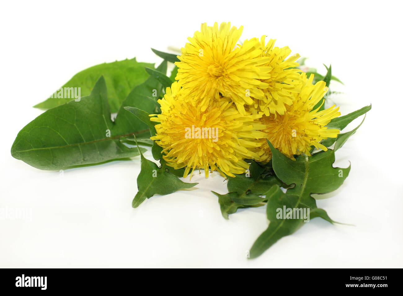 Dandel hi-res stock photography and images - Alamy