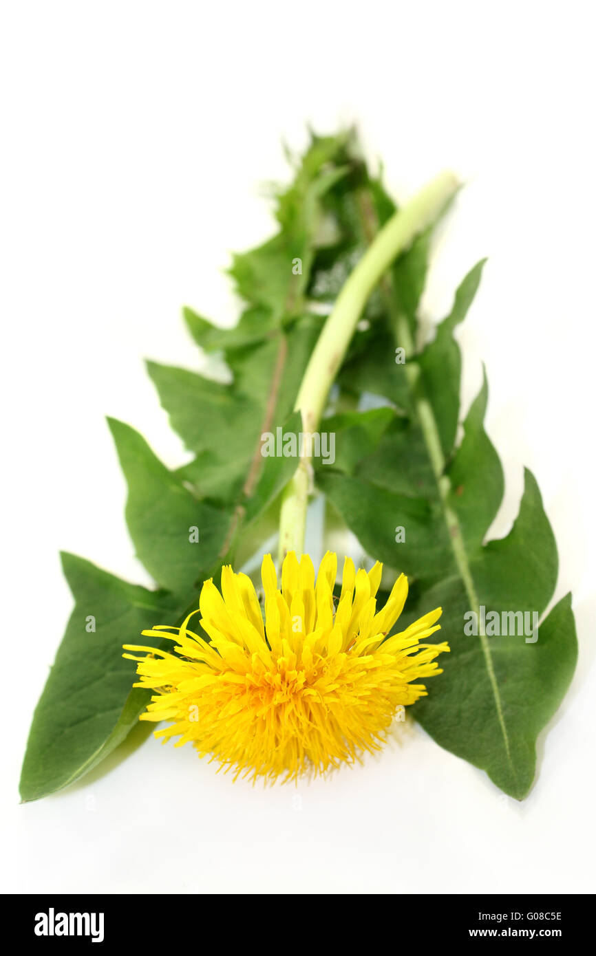 Buttercups Cut Out Stock Images & Pictures - Alamy