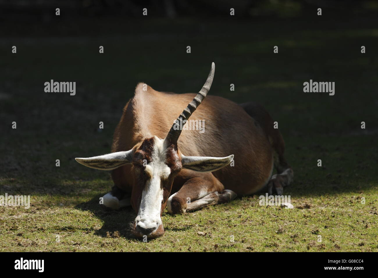 Buntbock hi-res stock photography and images - Alamy