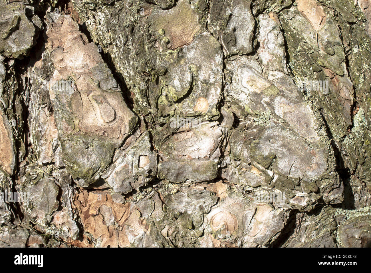 Cedar Tree Bark Stock Photo - Alamy