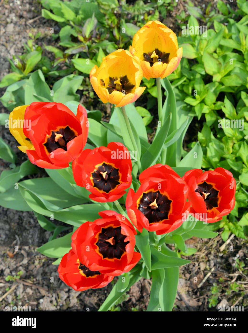 Tulips in the bird's eye view Stock Photo - Alamy