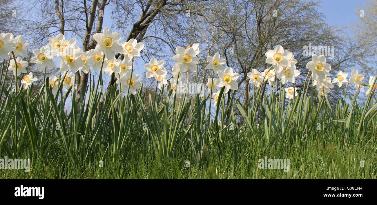Little yellow daffodils hi-res stock photography and images - Alamy