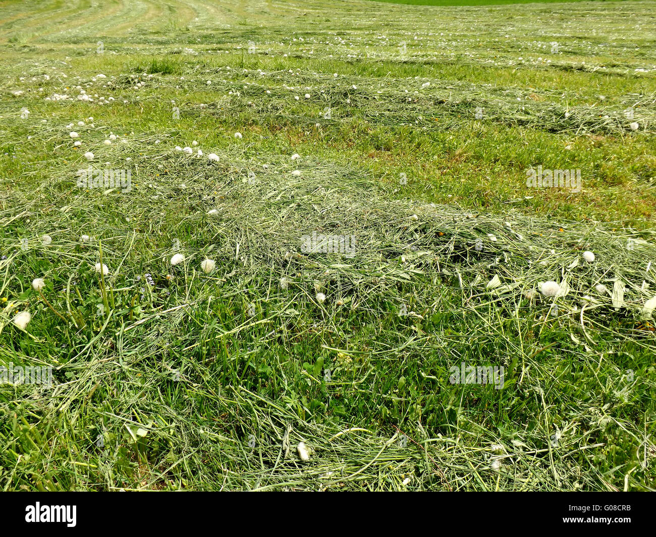 Freshly cut grass Stock Photo - Alamy
