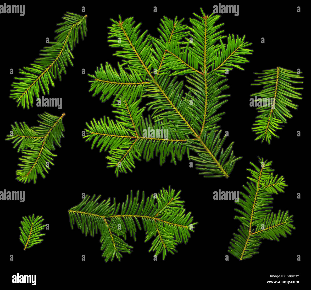 Fir Abies Sp Stock Photos & Fir Abies Sp Stock Images - Alamy