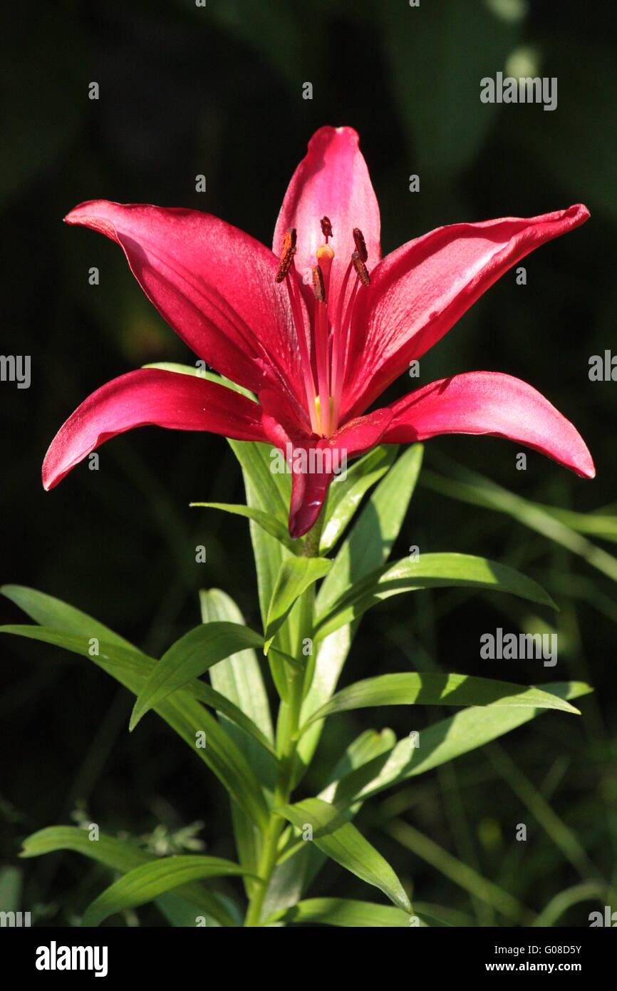 Lily stern hi-res stock photography and images - Alamy
