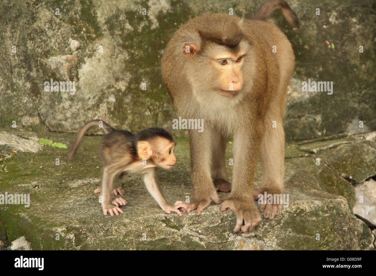 Monkeys in a temple area Stock Photo - Alamy