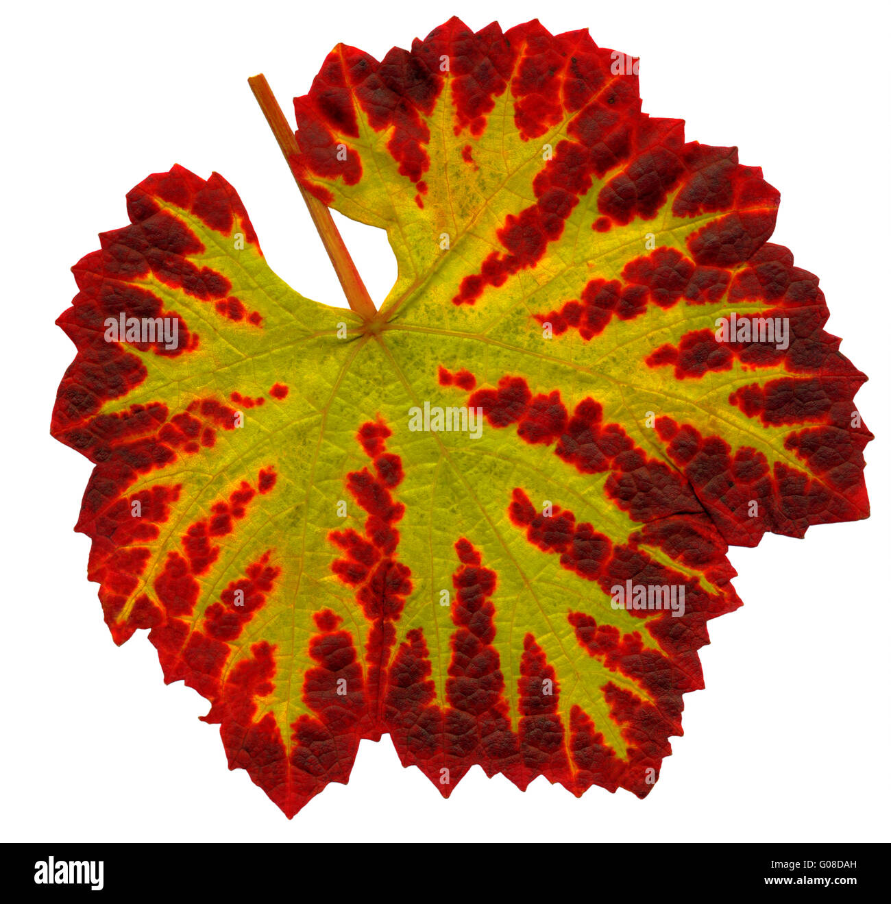 Vines in leaf hi-res stock photography and images - Alamy