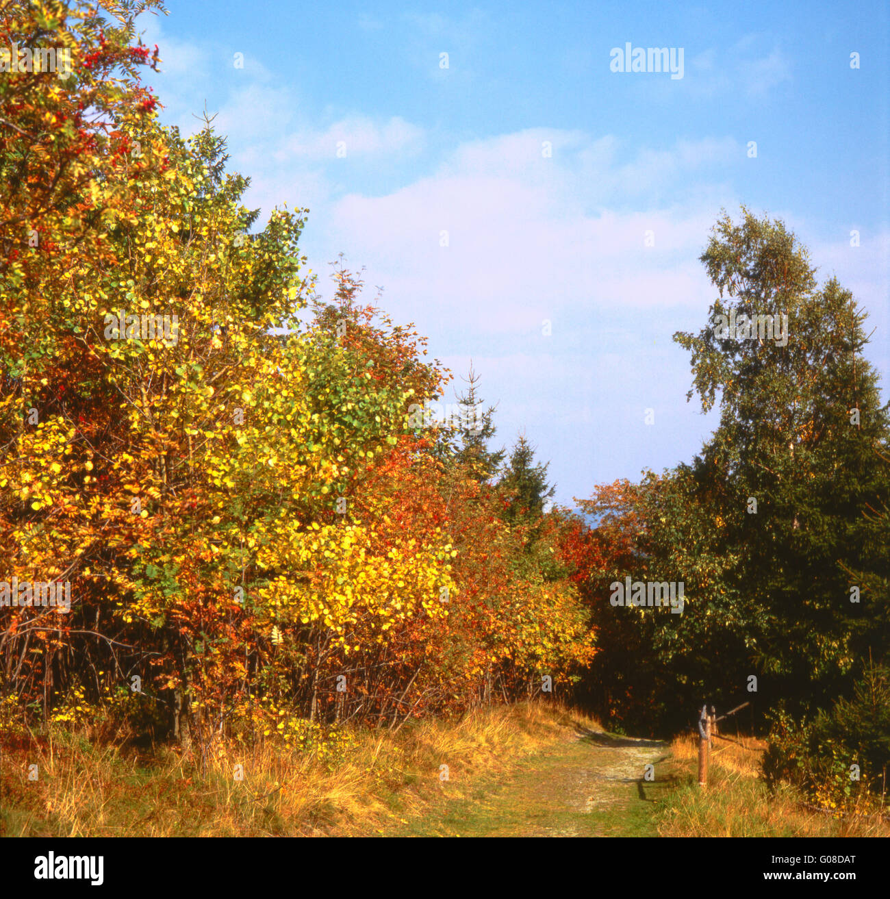 hiking trail through colorful leaves in autumn Stock Photo - Alamy