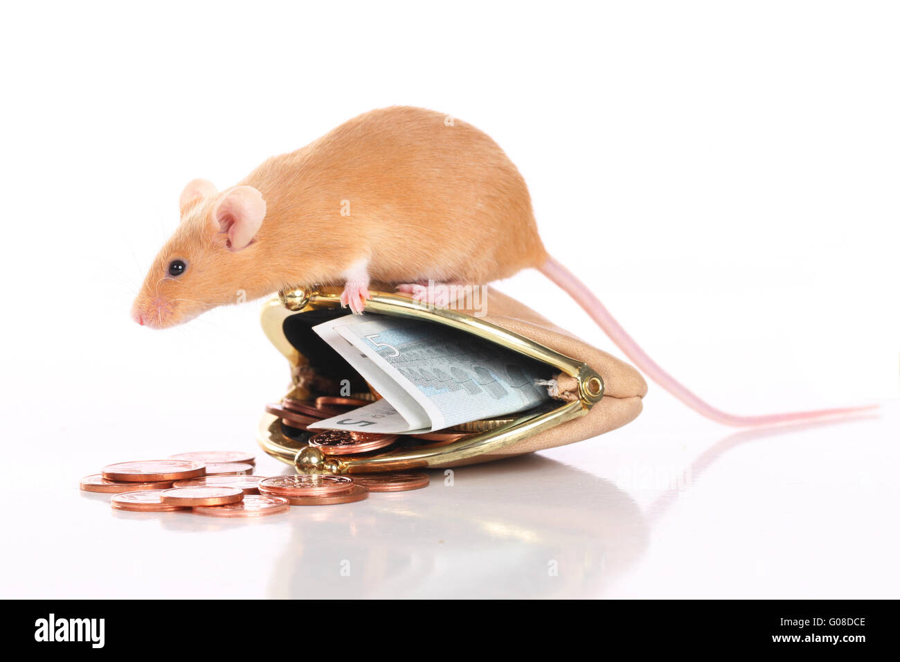 Rich mouse hi-res stock photography and images - Alamy