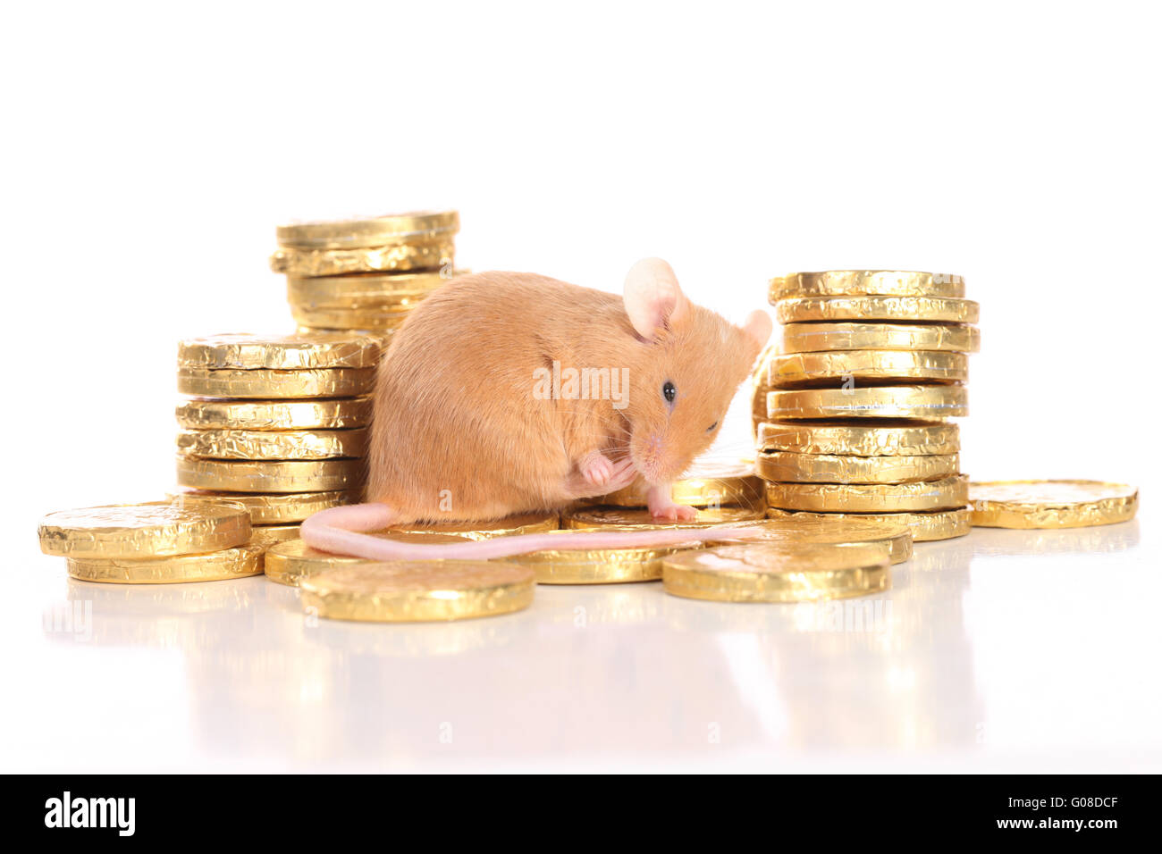 mouse with gold coins Stock Photo - Alamy