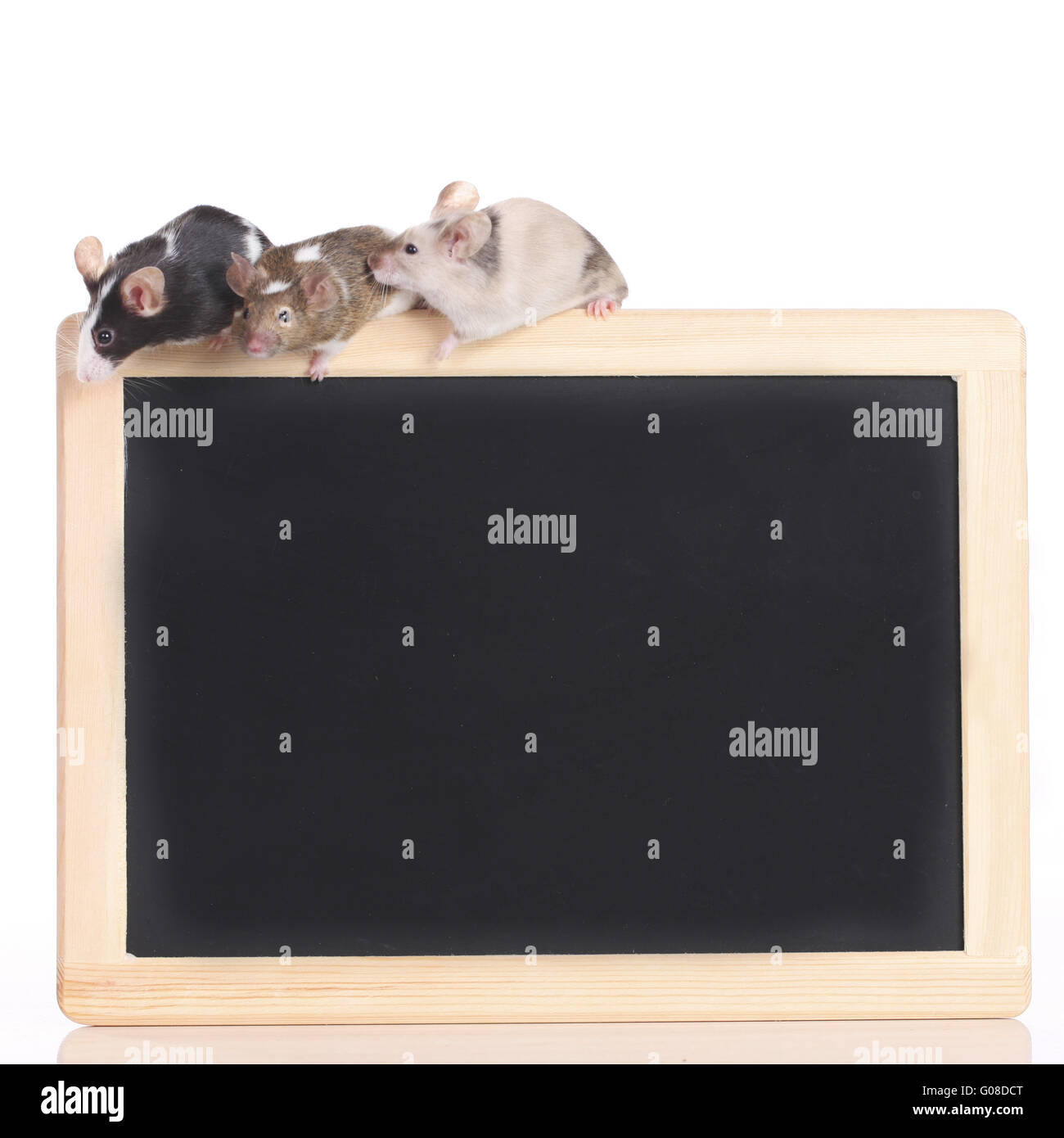 Three mice on a blackboard Stock Photo - Alamy