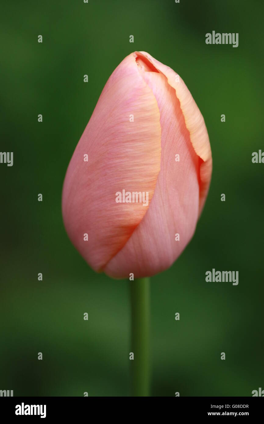 flower bud, tulip Stock Photo - Alamy