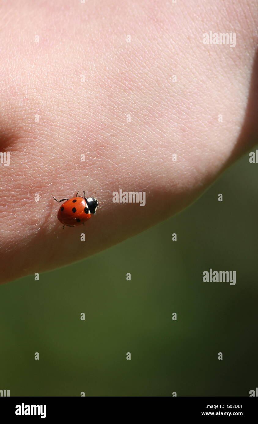 Ladybug on hand Stock Photo - Alamy