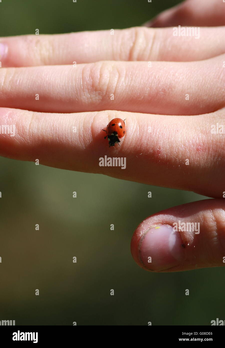 Ladybug on hand Stock Photo - Alamy
