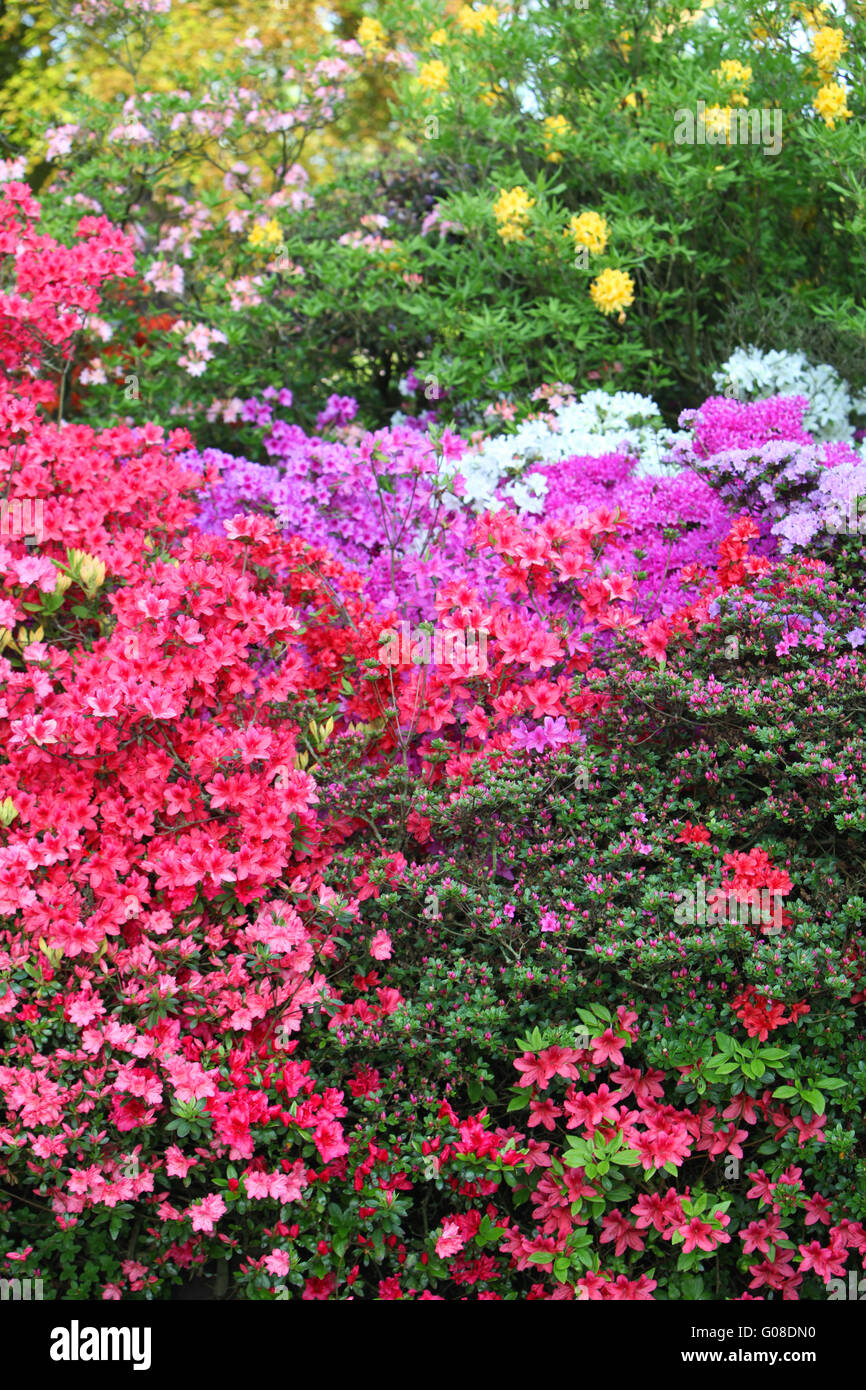 Vibrant display of purple, white and red azaleas Stock Photo - Alamy