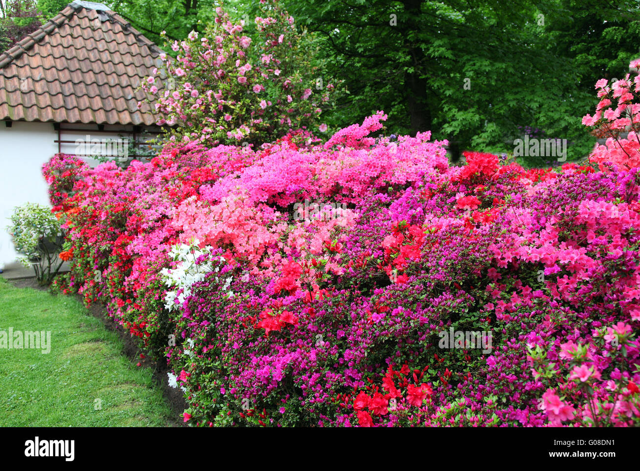 Magnificent display of azaleas in a garden Stock Photo - Alamy