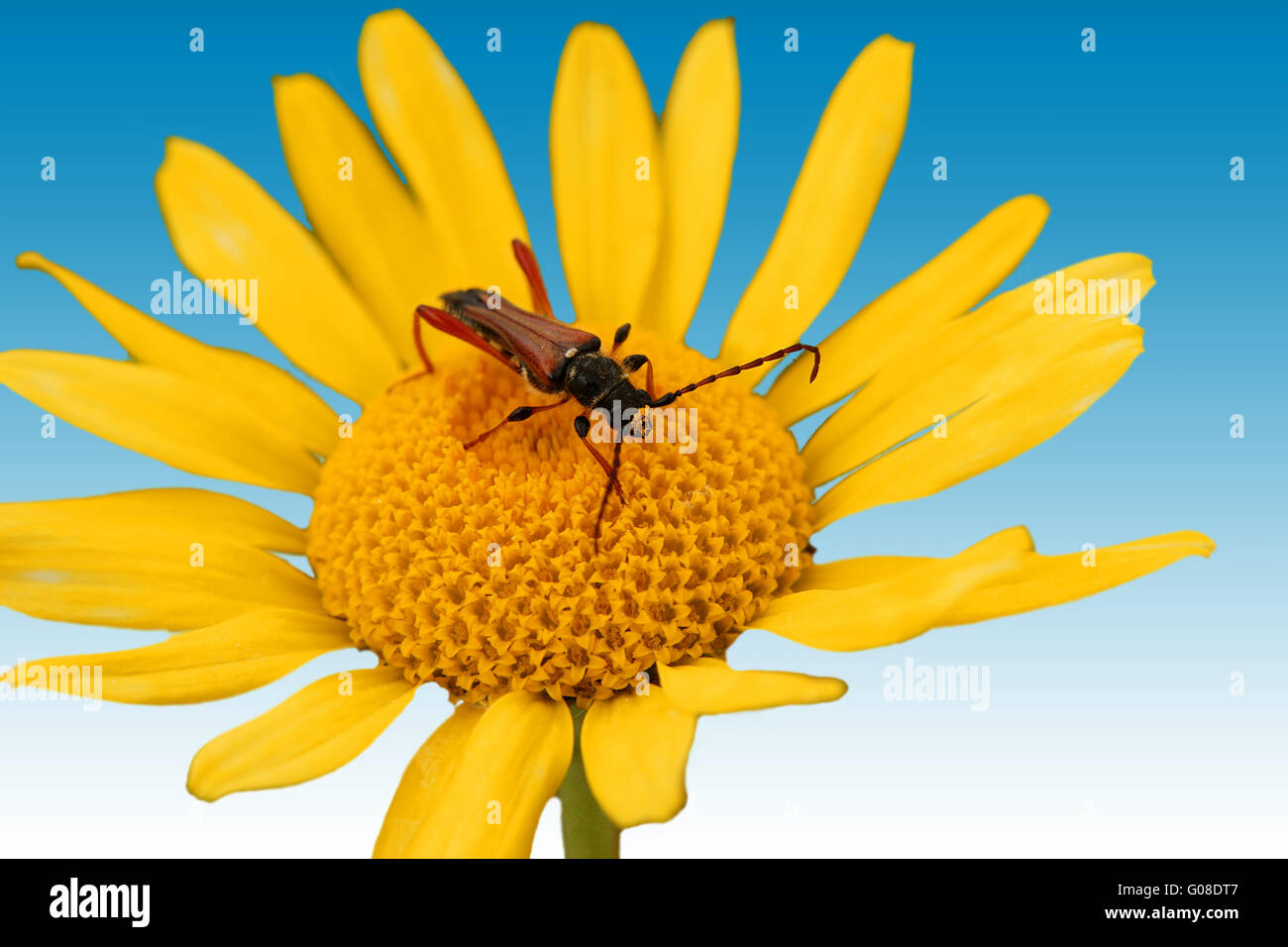 Beetle birds eye view hi-res stock photography and images - Alamy