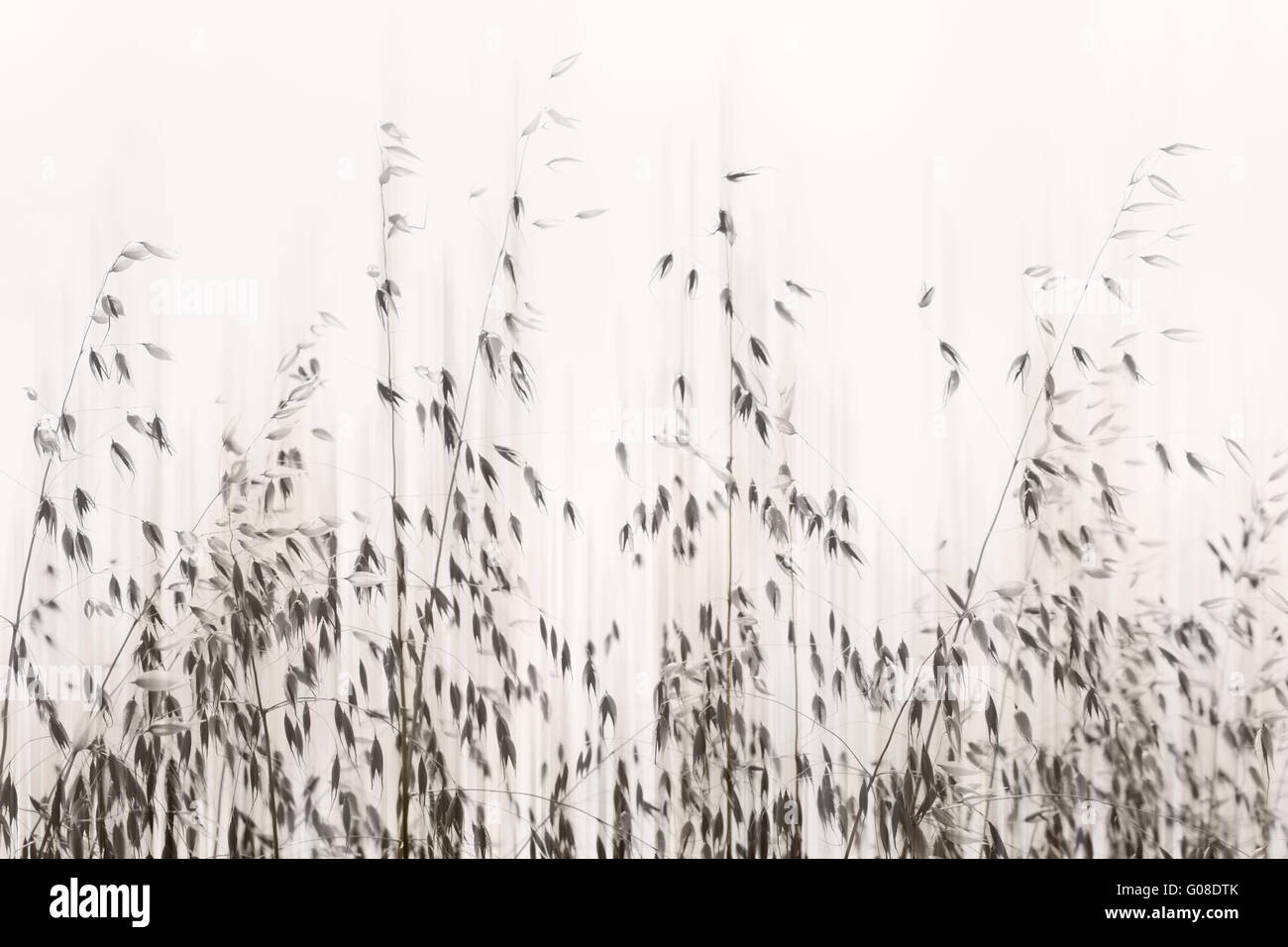 Grass filter strip hi-res stock photography and images - Alamy