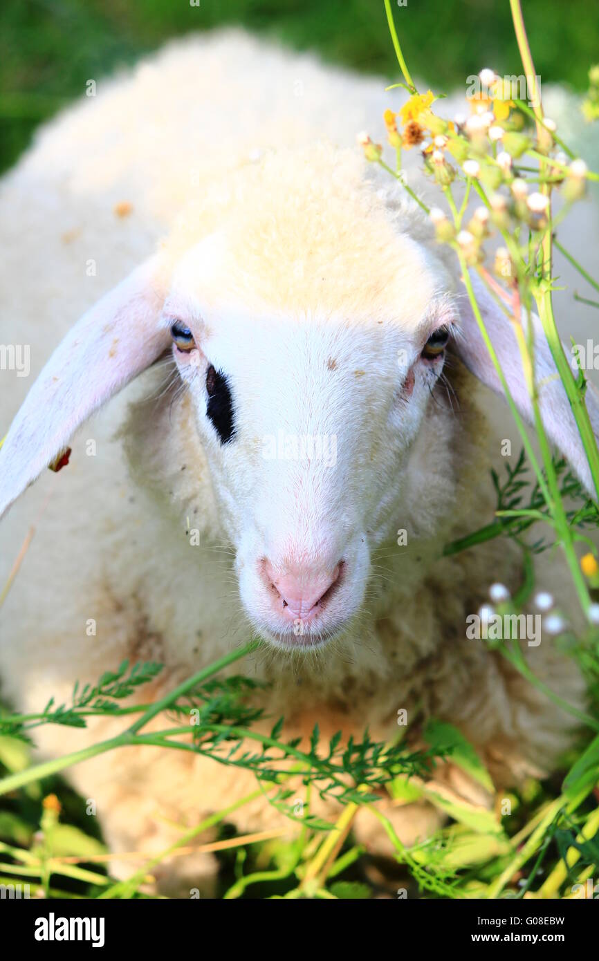 Adult sheeps hi-res stock photography and images - Alamy