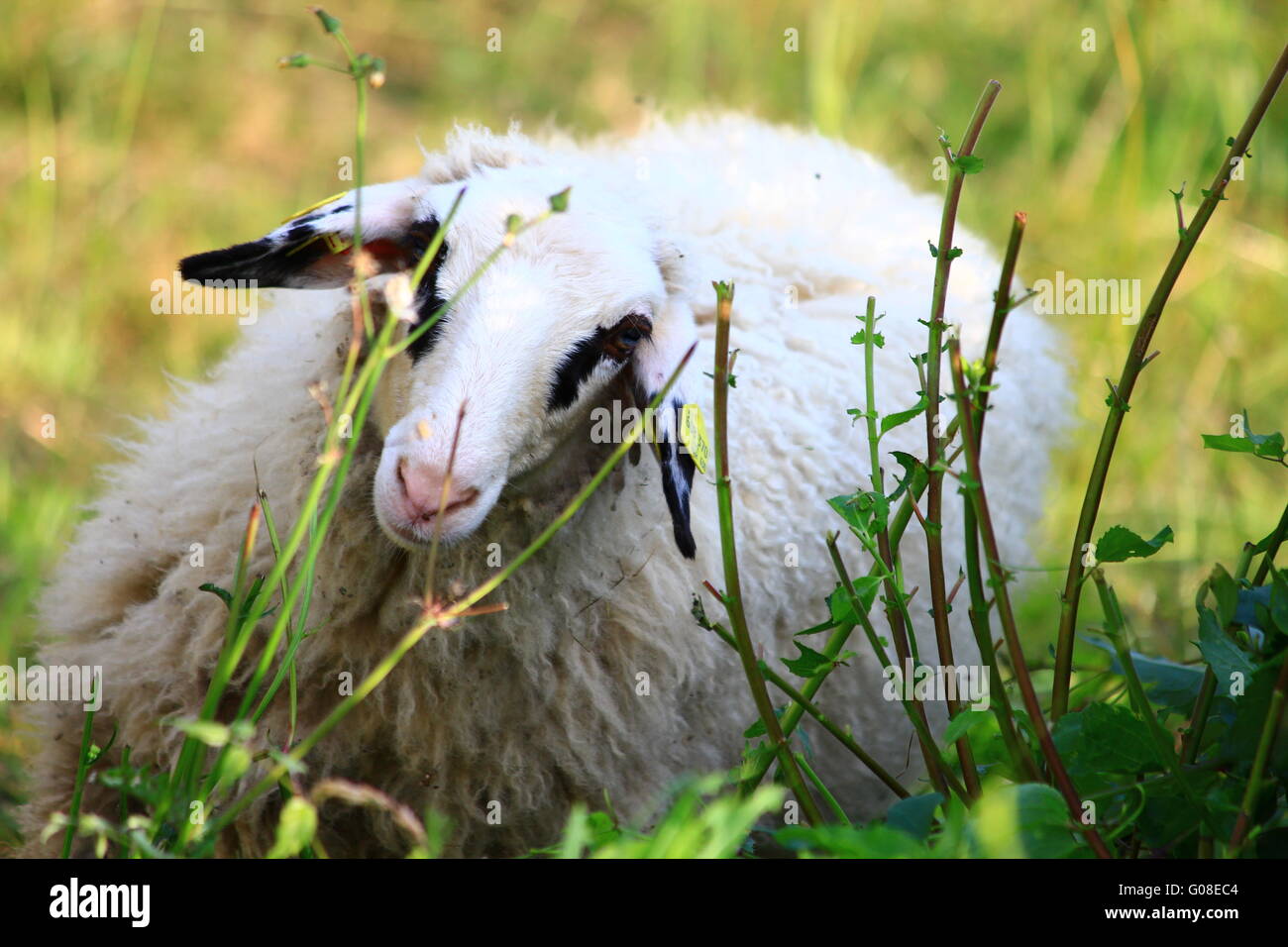 Gregarious animals hi-res stock photography and images - Alamy