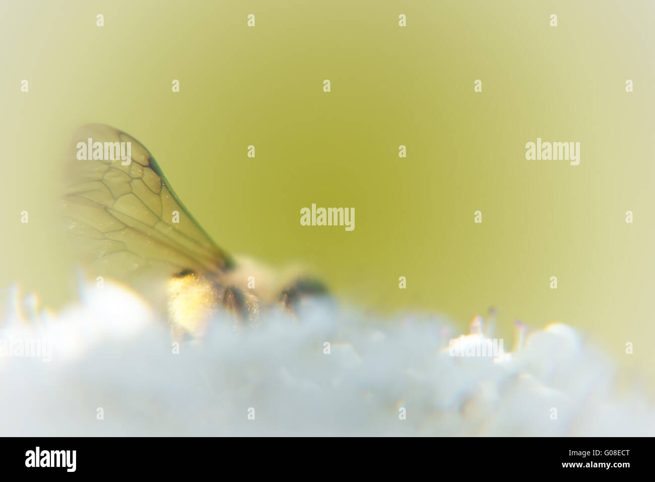 Hidden wings hi-res stock photography and images - Alamy