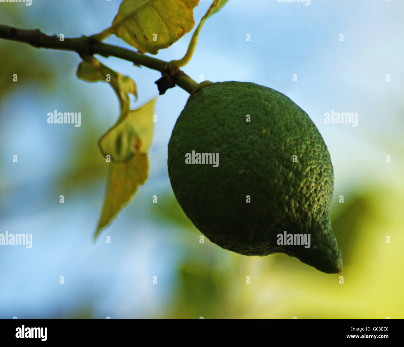 Lemon nature hi-res stock photography and images - Alamy
