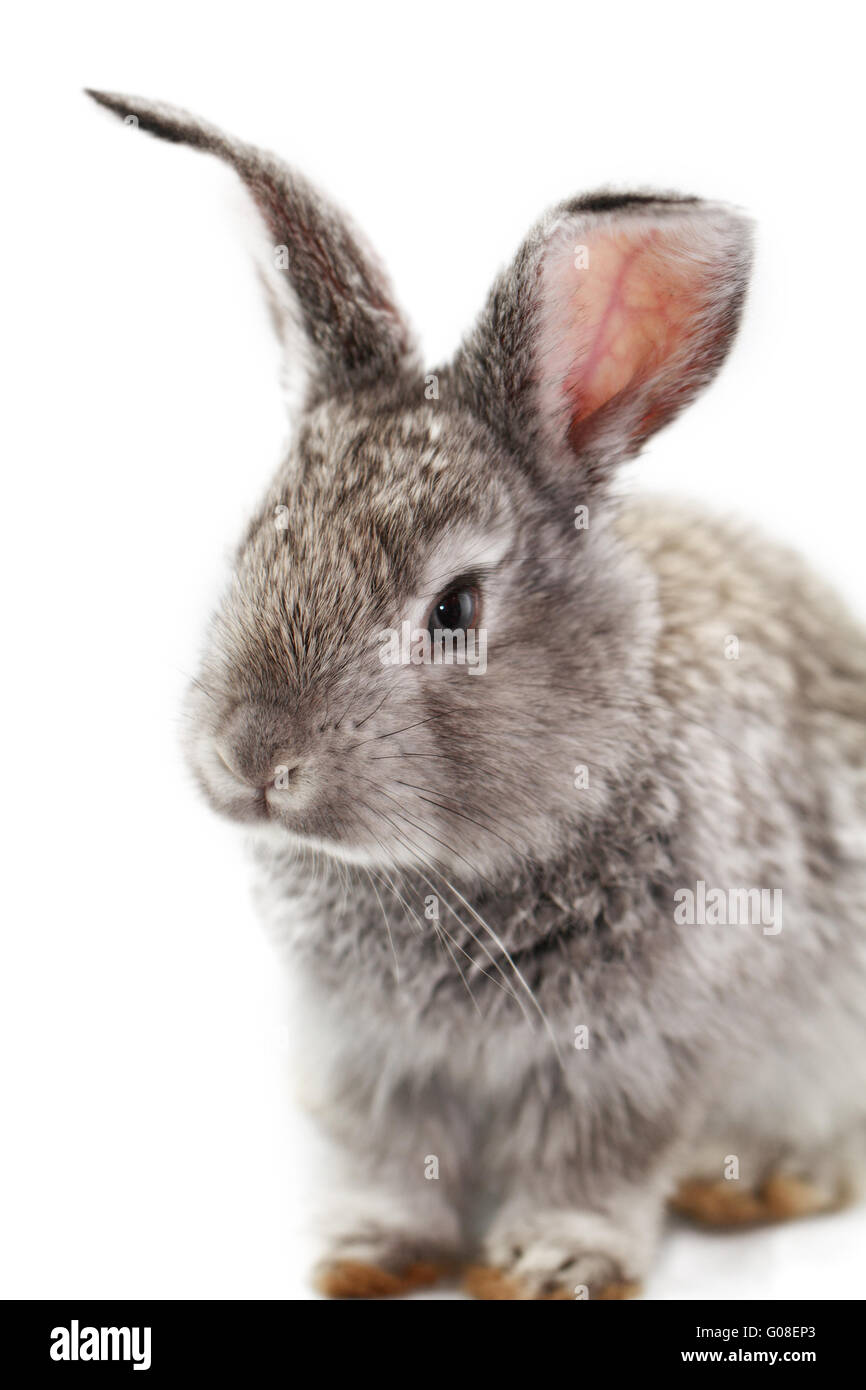 Gray rabbit bunny isolated on white background Stock Photo - Alamy