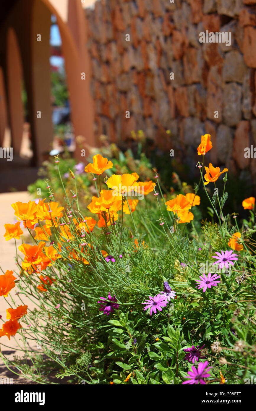Flowering golden poppies Stock Photo - Alamy