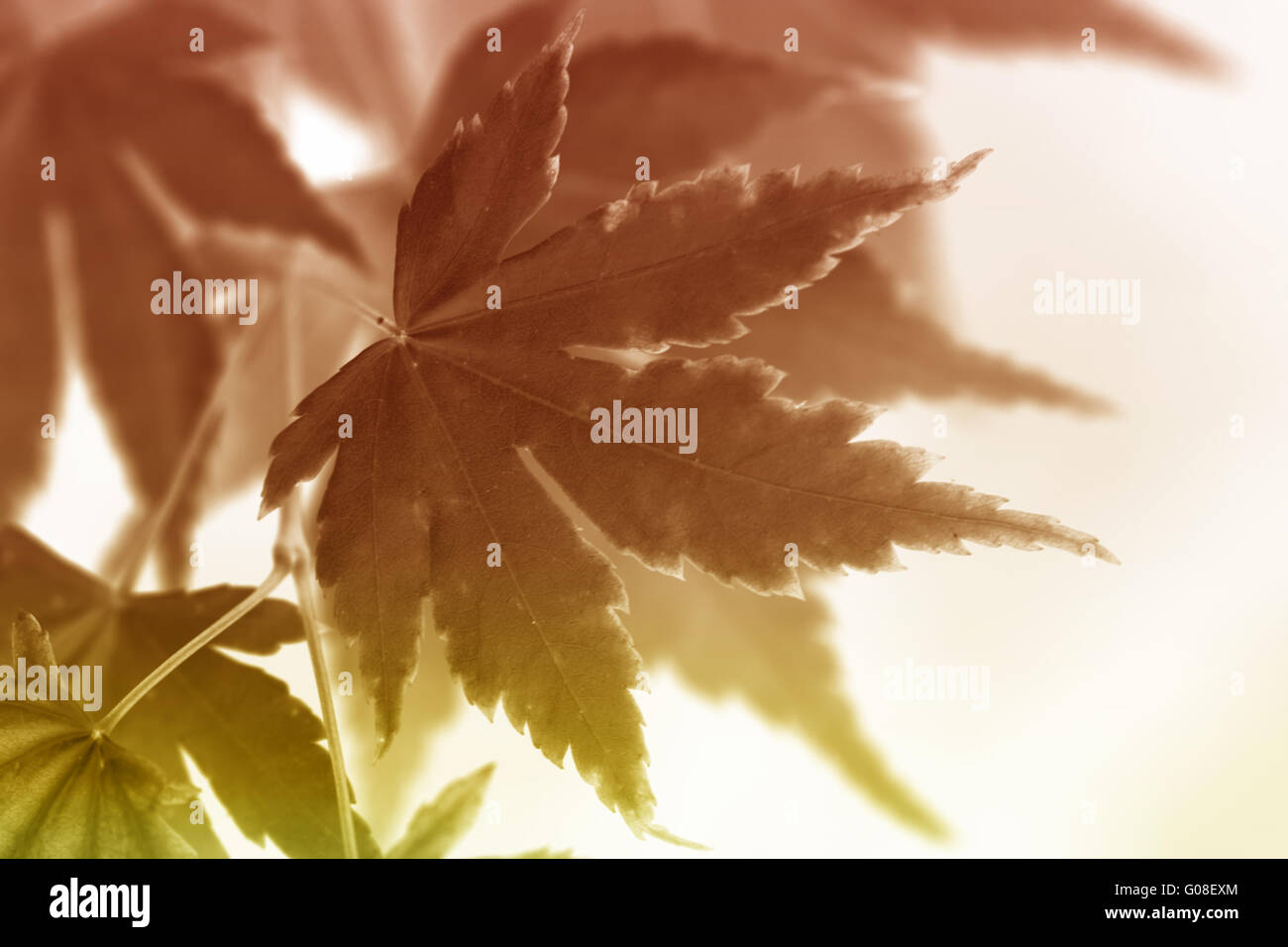 Leaves with teeth hi-res stock photography and images - Alamy