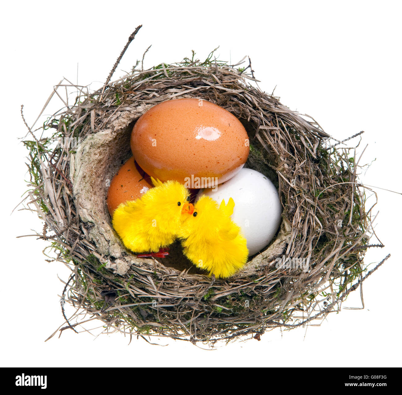 birds nest with eggs and toy chickens inside Stock Photo - Alamy