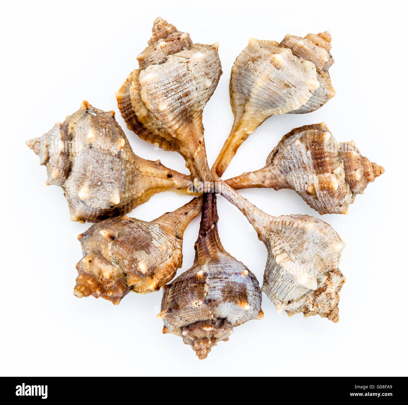 Murex Purple Dye High Resolution Stock Photography and Images - Alamy