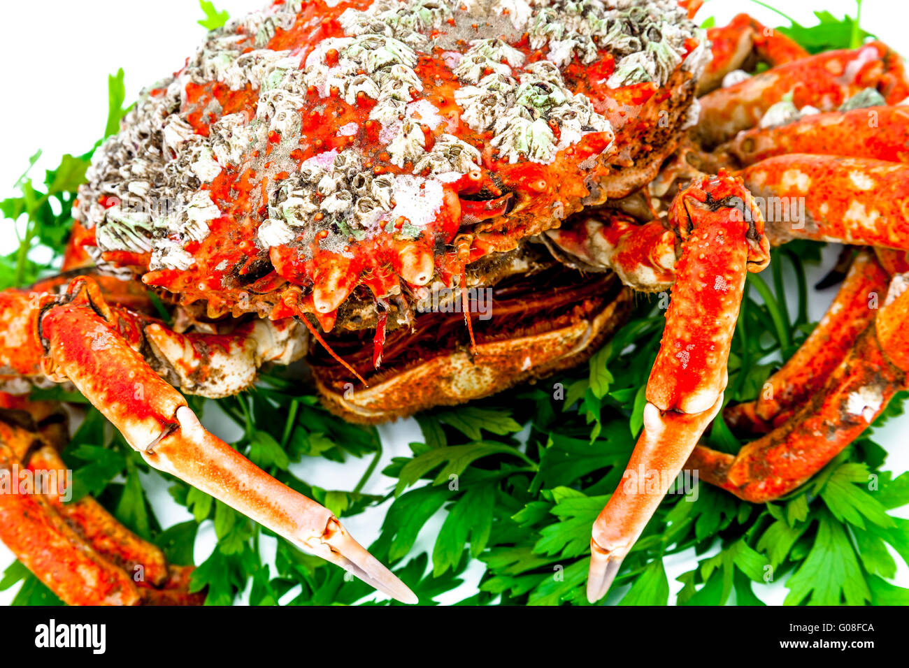 Cooked spider crab hi-res stock photography and images - Alamy