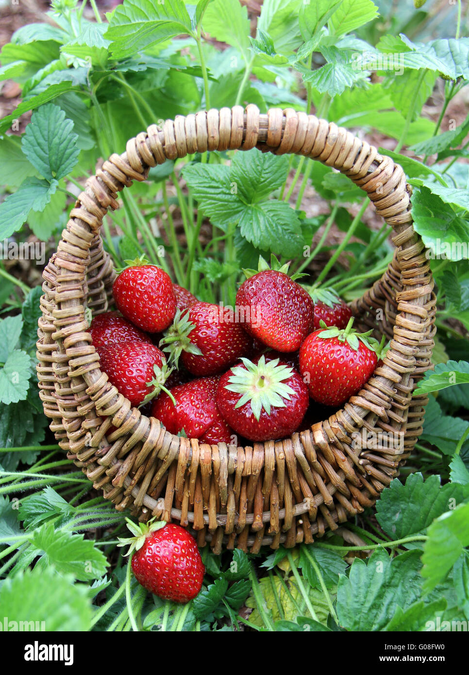 Blood red berries hi-res stock photography and images - Alamy