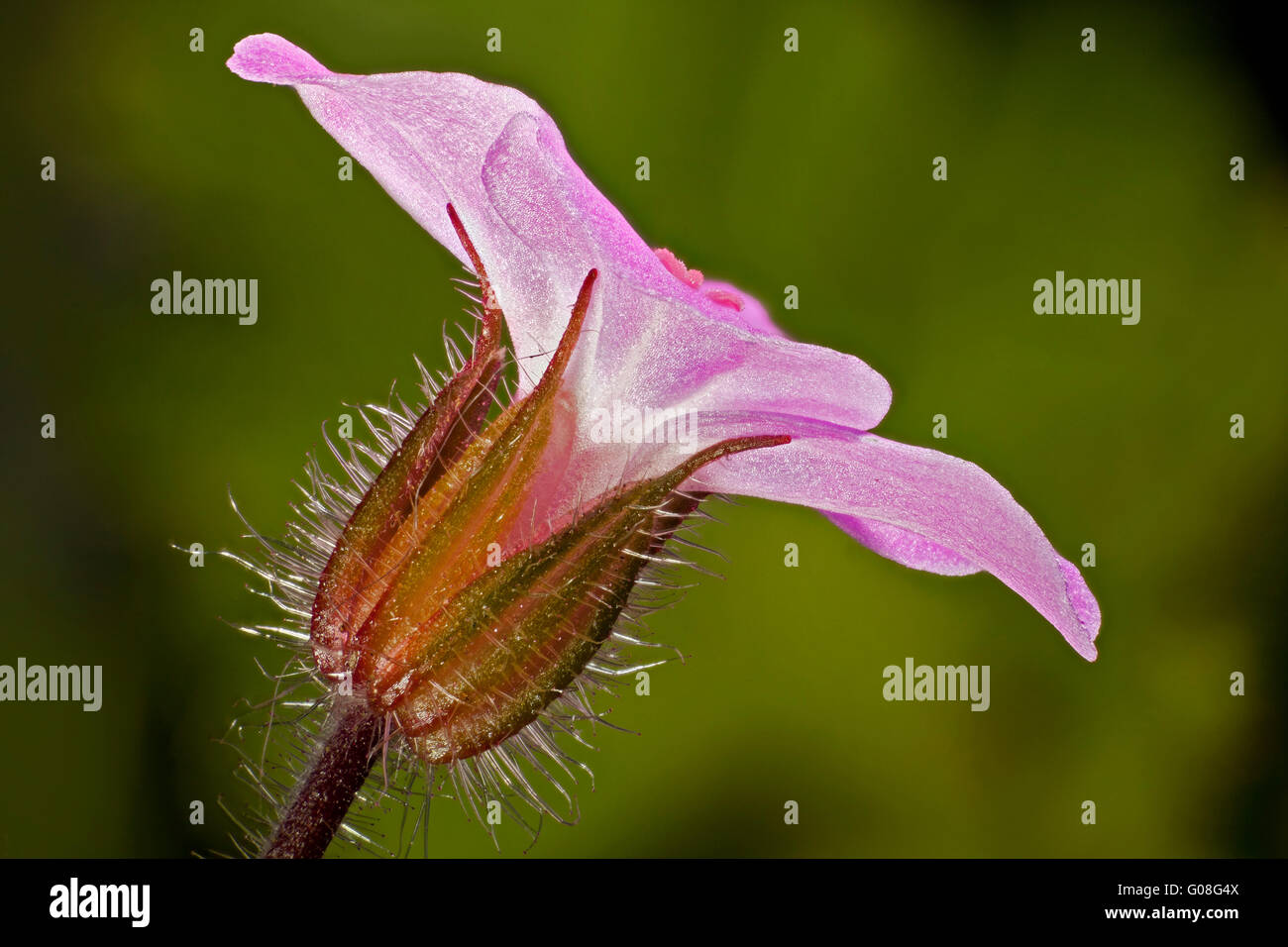 Geranium robertianum flower, Herb-Robert, Red Robin, Death come quickly ...