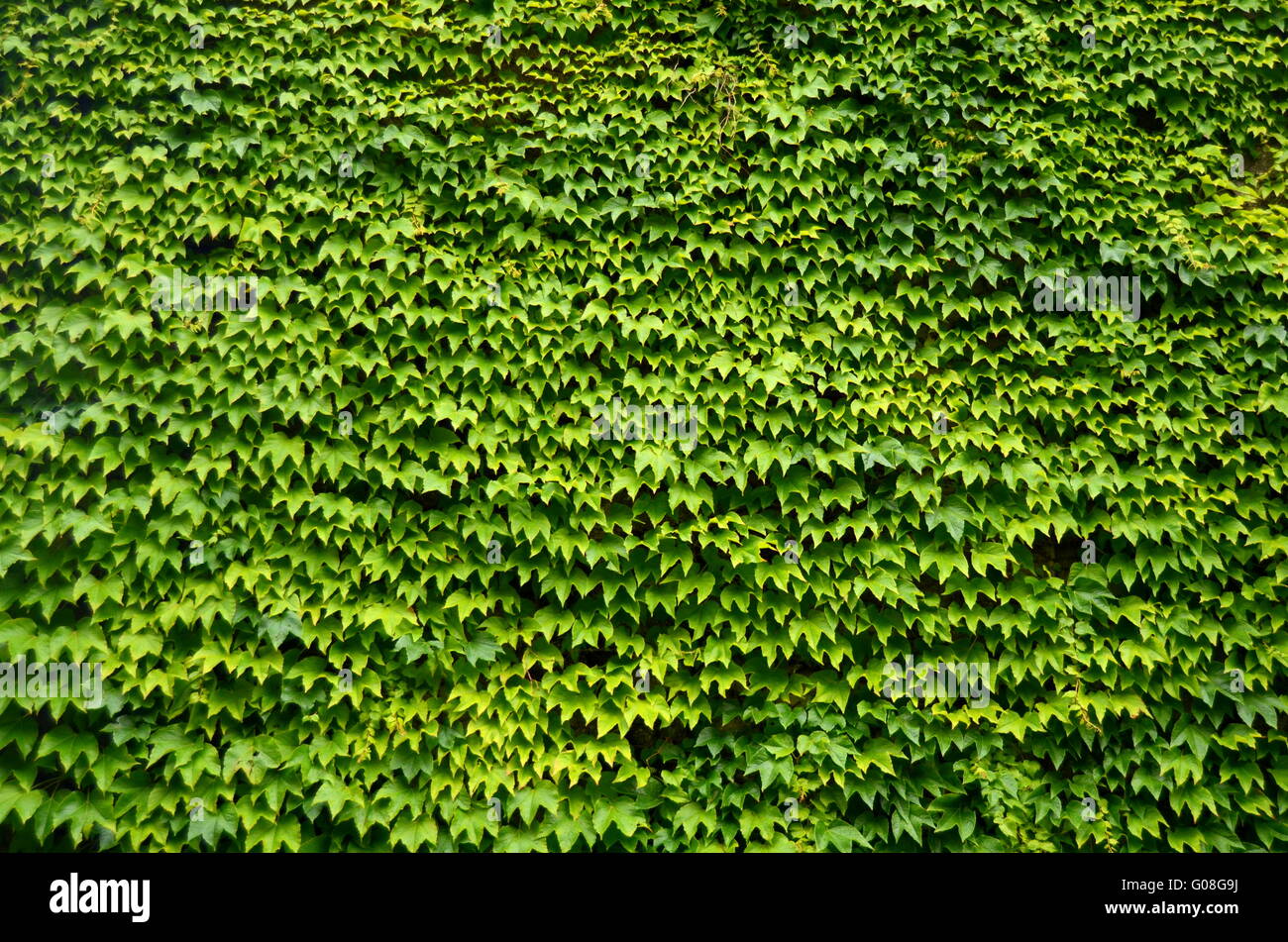 Ivy wall texture hi-res stock photography and images - Alamy
