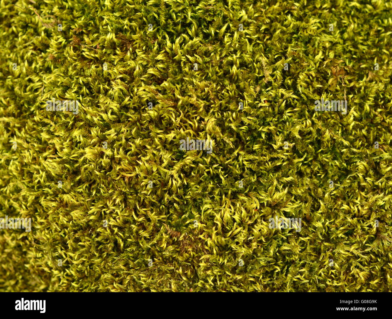 Lush floral texture hi-res stock photography and images - Alamy