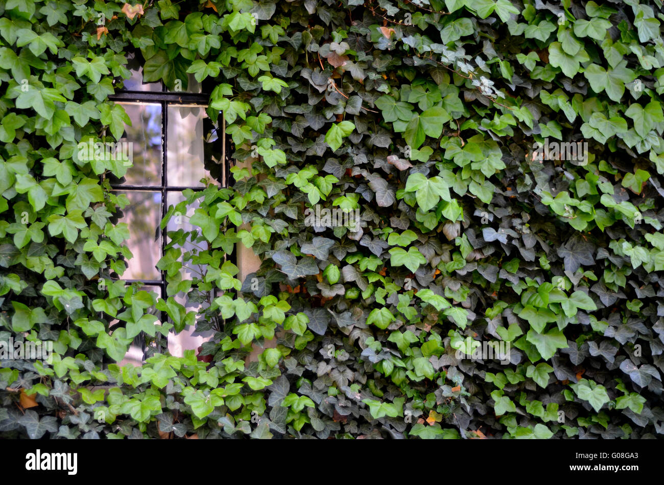 Boston ivy on house hi-res stock photography and images - Alamy