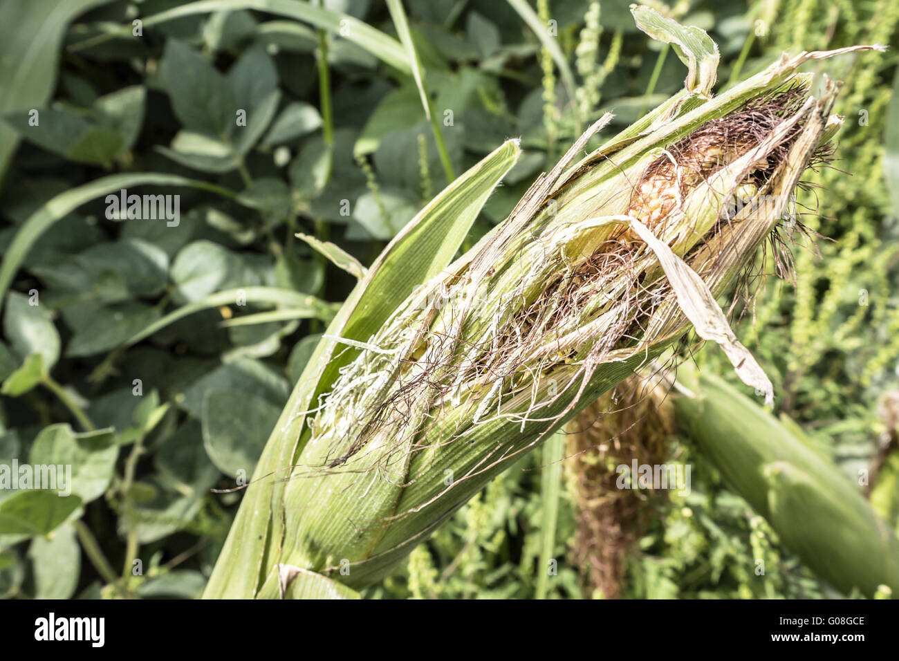 Ear of Corn Stock Photo - Alamy